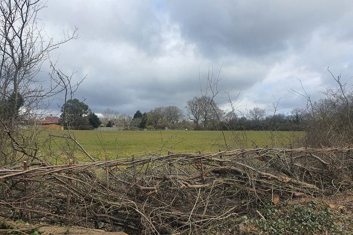 Hedgerow restoration provides wildlife ‘superhighway’ to boost ...